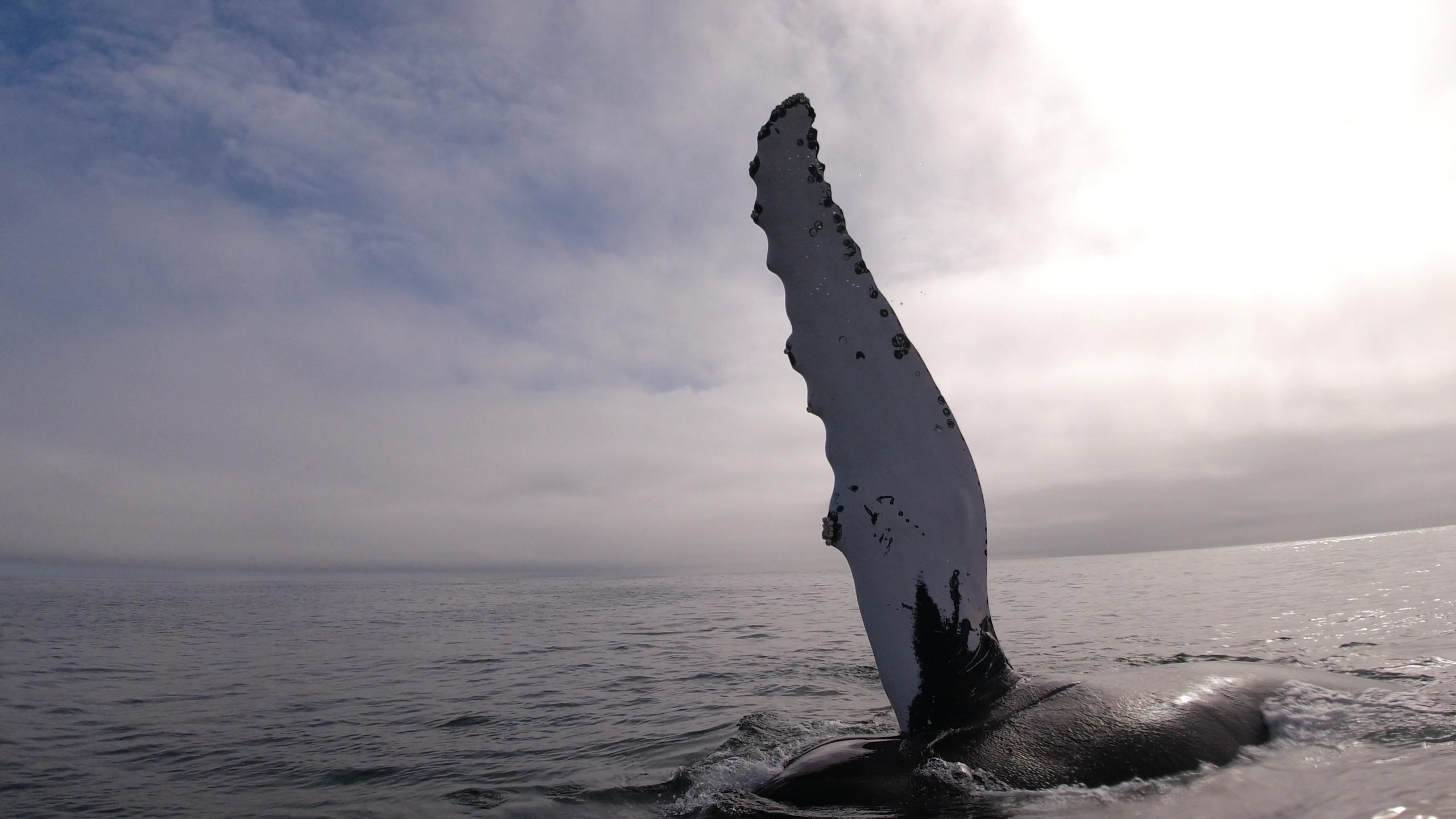 YUCO swimming with a whale! - Seaber